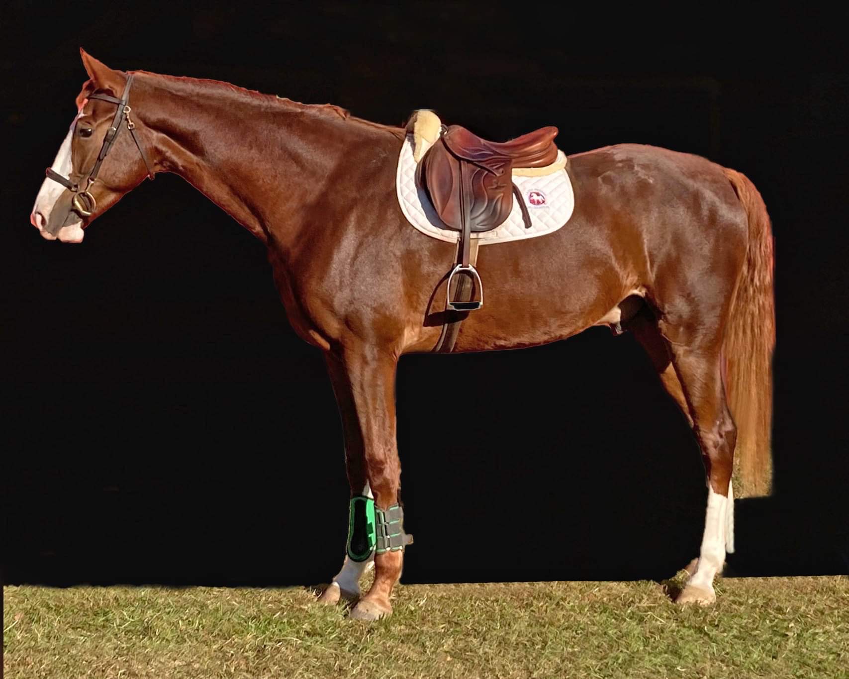 Sales - Warrior Sporthorses - American Saddlebred Horses For Sale